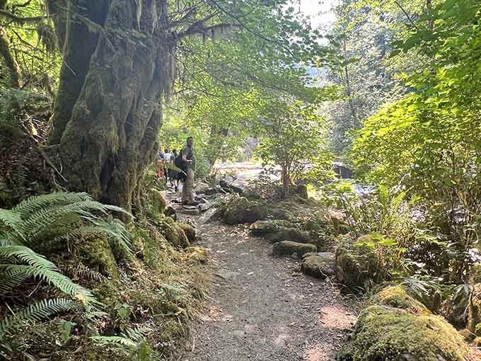 Sunlight filters through towering trees onto moss-covered boulders, creating a scene straight from a fantasy novel.