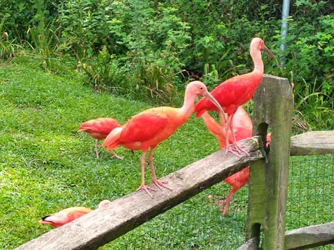 Scarlet ibis birds perch like they're posing for their close-up, bringing tropical color to this unexpected North Carolina paradise.