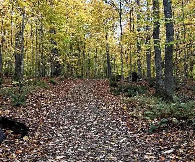 Golden canopy overhead, russet carpet below&mdash;this trail through autumn woods rivals any Hallmark movie setting you've ever seen.