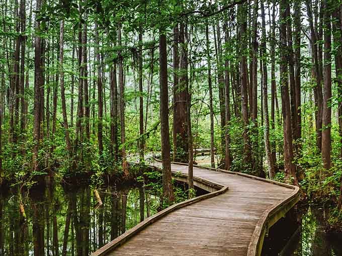 The winding boardwalk invites you deeper into this enchanted forest where trees have been standing since medieval times.