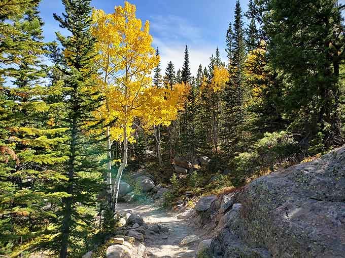 Golden aspens light up the trail like nature's own streetlamps guiding hikers through the mountain forest.