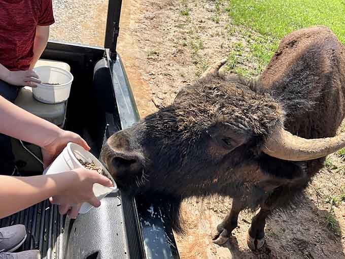 This water buffalo's ready for lunch, and personal space is clearly not part of the menu.