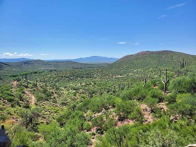 Blue skies frame a sea of desert vegetation where towering cacti stand guard over rolling hills forever.