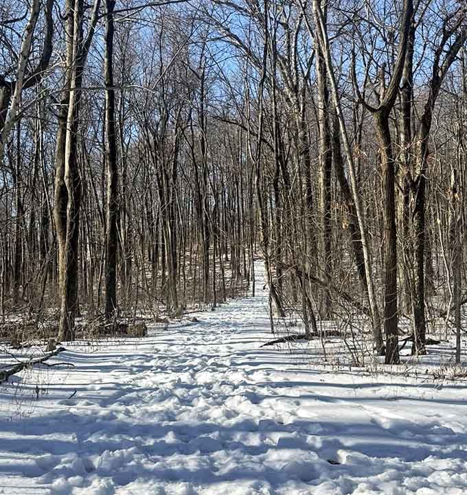 Winter's blanket softens the forest floor, turning a simple woodland walk into a scene from a Currier and Ives print.