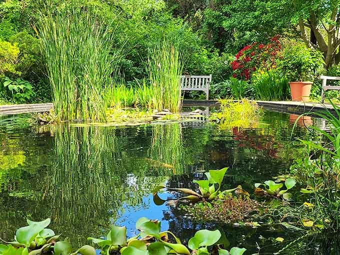 Water lilies float peacefully in this tranquil pond, inviting you to sit and forget your to-do list exists.