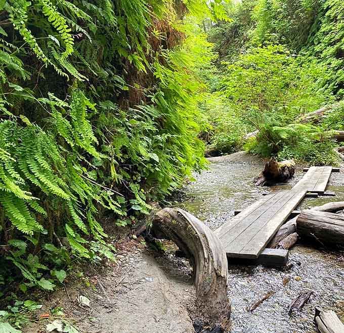 This wooden bridge leads deeper into a fern-covered wonderland that feels prehistoric and utterly magical.