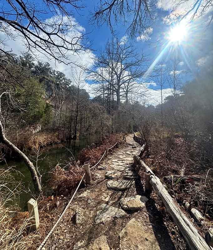 Winter sunlight filters through bare branches, creating the kind of natural cathedral that makes you stop and simply breathe deeply.