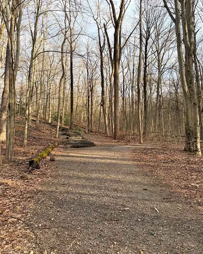Tall trees create a natural cathedral along this peaceful path, their branches reaching skyward in silent reverence.
