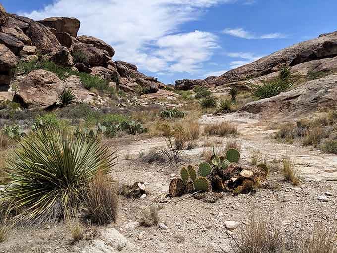 Desert plants dot the rocky landscape where cacti and yucca thrive, proving life finds a way even in harsh conditions.
