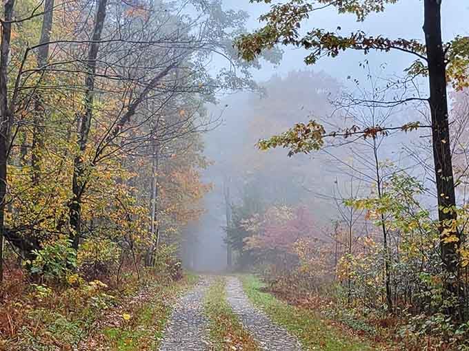 Fog rolling through autumn trees on this trail feels like driving through a peaceful dream sequence.