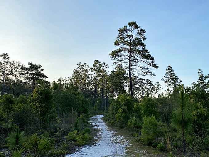That solitary pine catches the evening light perfectly, standing tall against the sky like nature's own exclamation point.