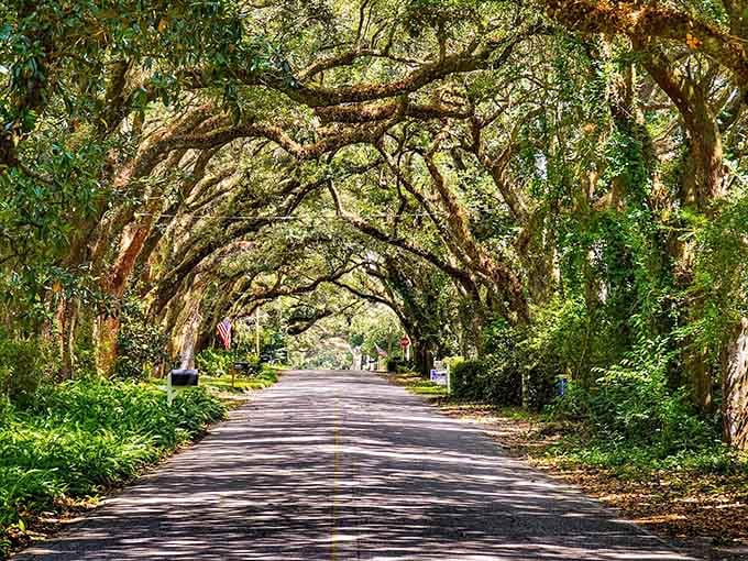 Ancient oaks twist overhead creating a natural cathedral that's been standing longer than most churches around here.