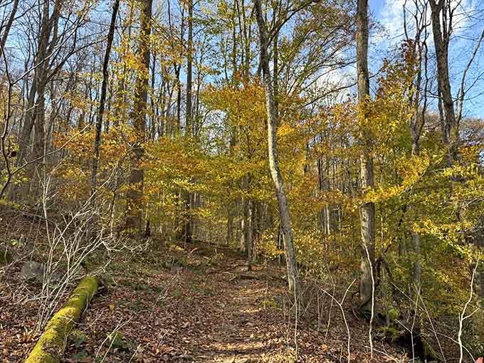 Golden birch trees glow against the trail like nature's own nightlights, guiding you deeper into peaceful woodland solitude.