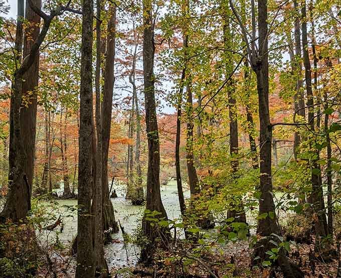 Fall colors reflecting perfectly in the millpond create a mirror image that'll make you question reality itself.
