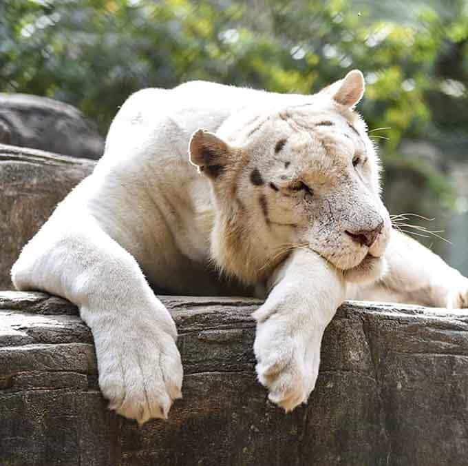 This rare white tiger lounges like royalty, completely unbothered by admirers snapping photos below.