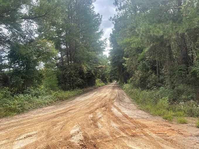 Trees lean in close like they're sharing secrets on this dirt path where brave souls test their courage.