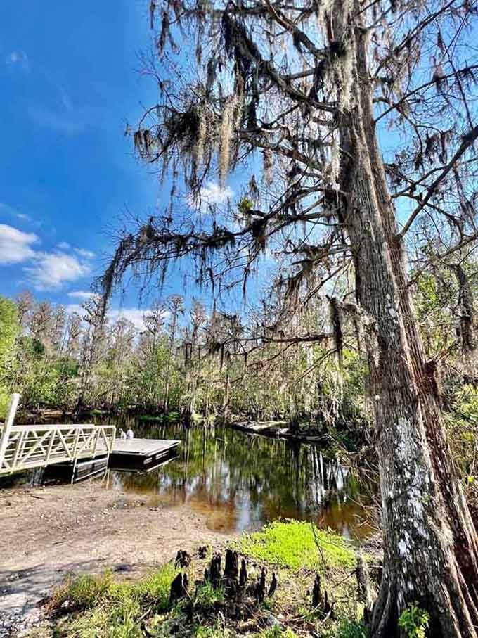 Spanish moss drapes like silver tinsel from towering trees, creating a scene straight from a Southern Gothic novel.