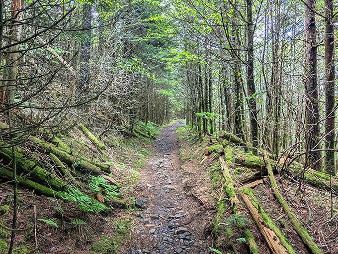 This moss-covered trail looks like the forest is gently reclaiming its territory, one green step at a time.