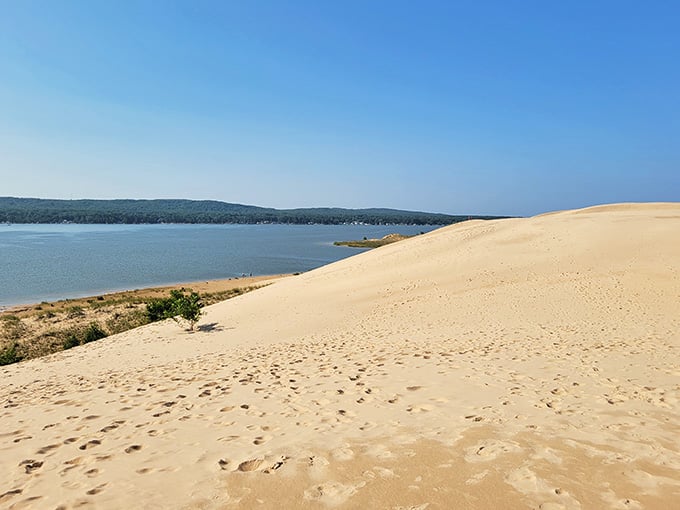 That lonely tree on the dune stands like a determined survivor, proving life finds a way even in sandy deserts.