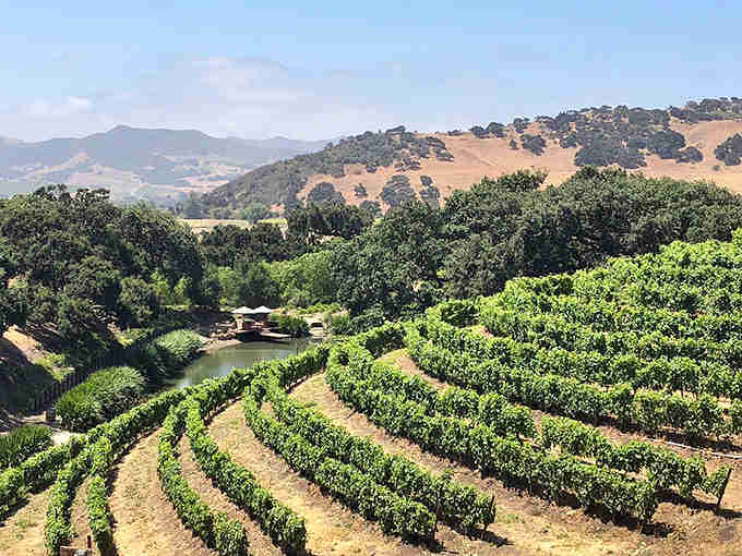 Rolling vineyard hills meet golden California landscapes in this view that looks like a postcard from wine country heaven.