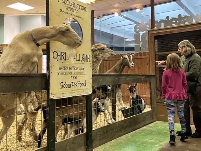 Carl the Llama greets young visitors with dignified curiosity, proving that shopping malls can harbor unexpected wildlife encounters.