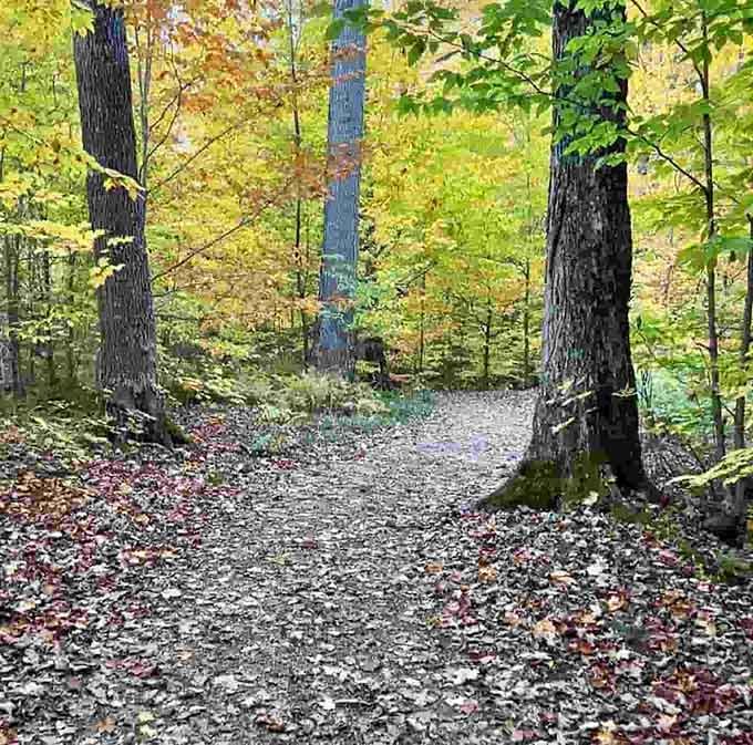 This winding boardwalk hugs the hillside like it's afraid of heights, creating the perfect gentle descent through towering trees.