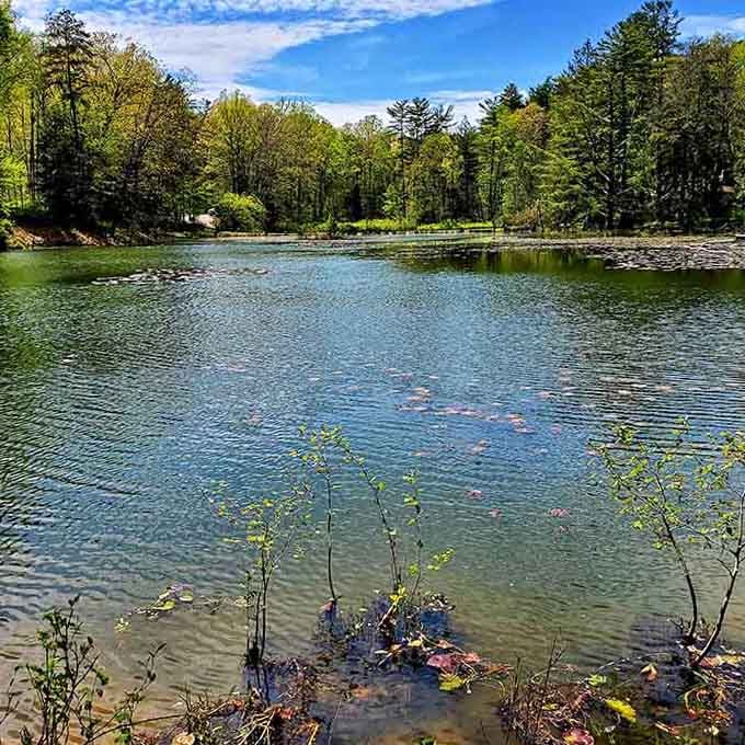 Spring-green trees reflect in still waters, creating the kind of peaceful scene that makes you breathe deeper.