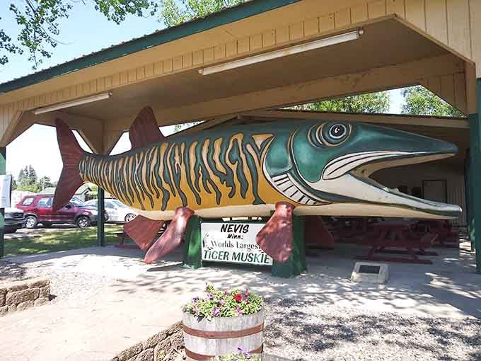 The protective pavilion shelters this magnificent muskie like a prized trophy in nature's own display case.
