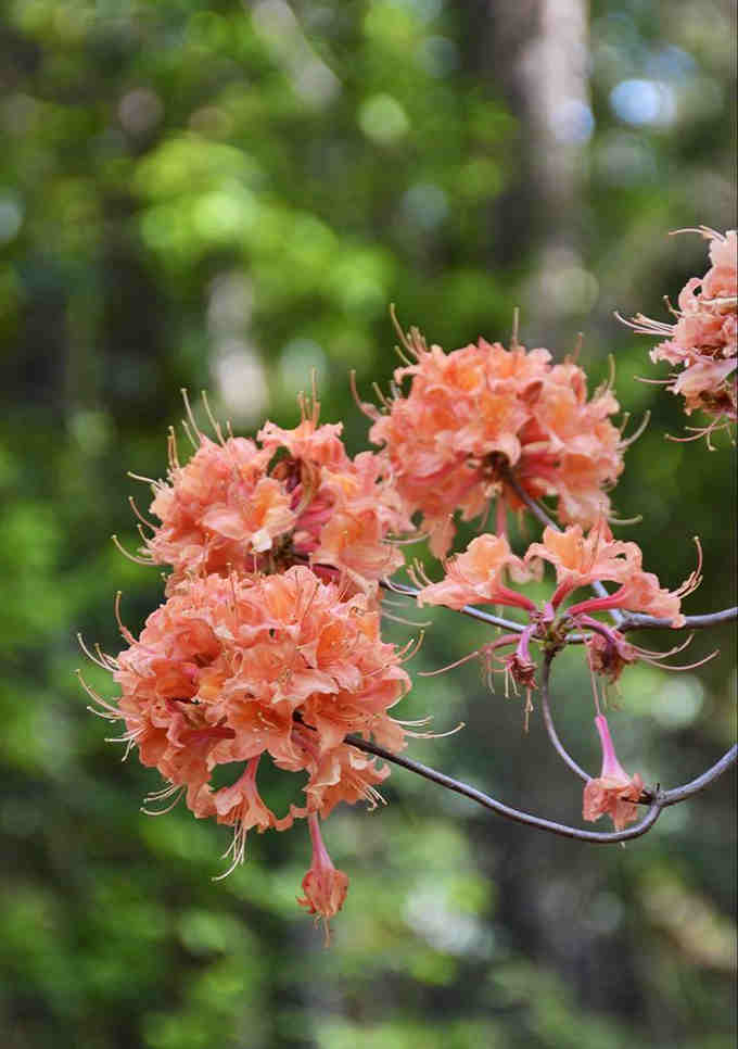 These peachy-pink azaleas prove that Mother Nature has better taste than any interior designer you've ever hired.