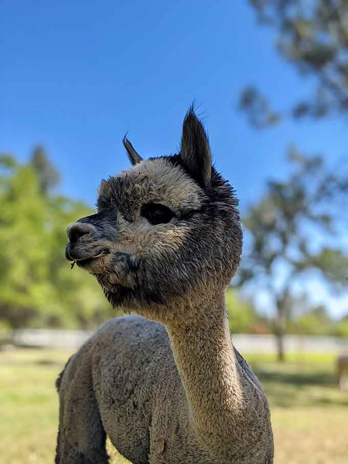 That magnificent hairdo took zero styling products and looks better than anything you'll see at Fashion Week.