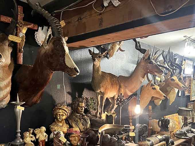 This wall of mounted specimens showcases nature's incredible diversity, each creature forever frozen in its majestic prime.