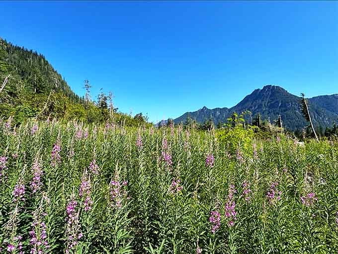 4. big four iceWildflowers carpet the meadow while Big Four Mountain photobombs every shot, as mountains tend to do. caves trail flower field