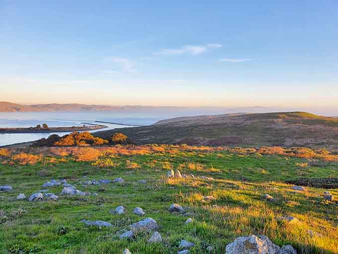 Golden hour at Bodega Head proves that nature doesn't need filters to show off properly.