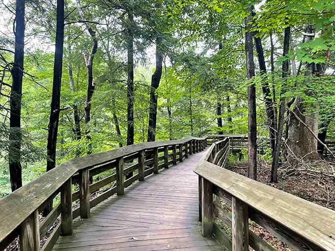 The boardwalk winds through the forest like a wooden red carpet leading to the main attraction.