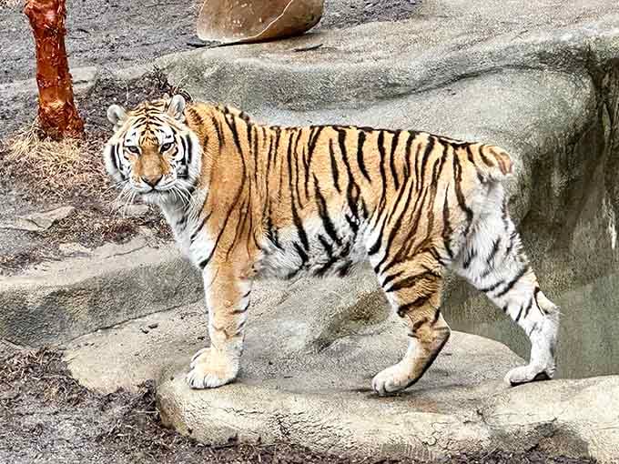 That tiger's strutting around like it just won best in show at the world's most exclusive cat competition.