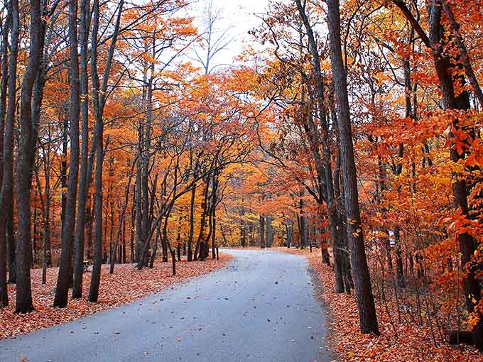 Fall transforms these roads into nature's own cathedral, painted in colors that put autumn decorations to shame.