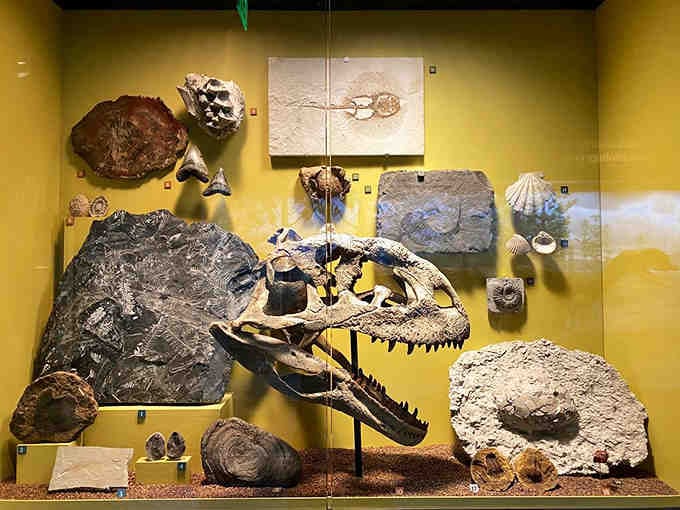 When dinosaur skulls share wall space with fossils, you know you're in for an educational adventure like no other.