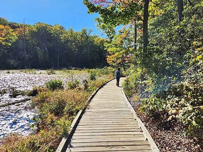 This boardwalk makes you feel like you're walking into a nature documentary, minus the British narrator.