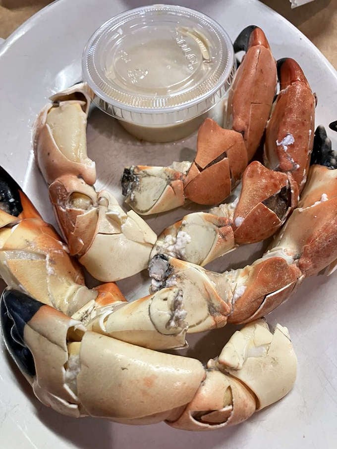 Stone crab claws at Catfish Deweys arrive ready to crack, sweet meat waiting inside those intimidating shells.
