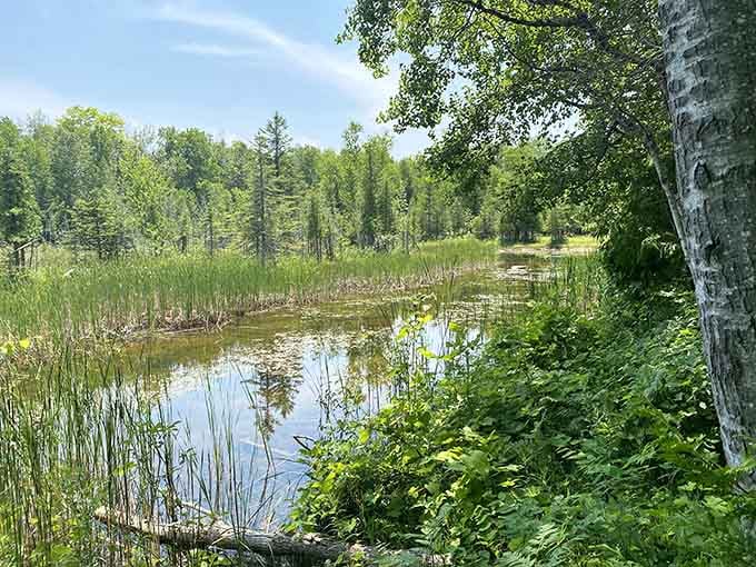 Wetlands and birch trees creating the kind of peaceful scene that makes your blood pressure drop instantly.