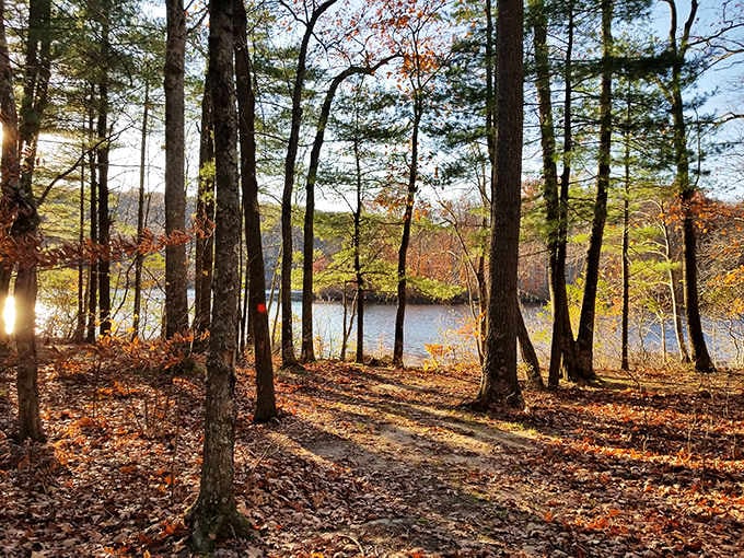 Autumn woods that look like nature's showing off, because sometimes Connecticut just can't help being photogenic.