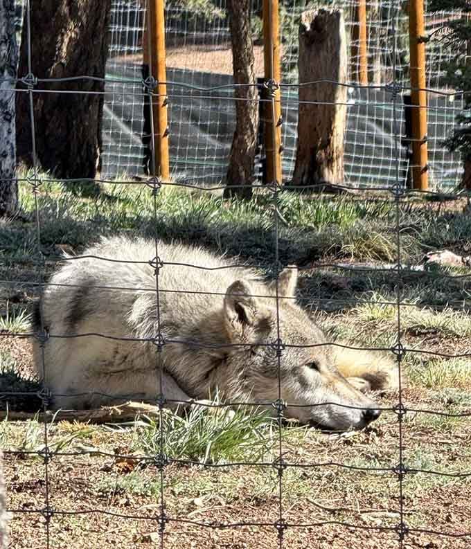 Contentment looks the same whether you're a wolf in Colorado or a retiree in a hammock.