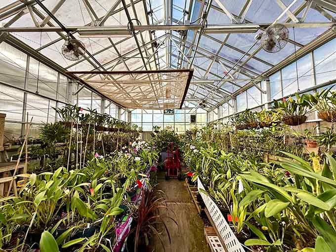 The South Texas Botanical Gardens' greenhouse: where plants thrive better than your neighbor's overpriced landscaping ever will.