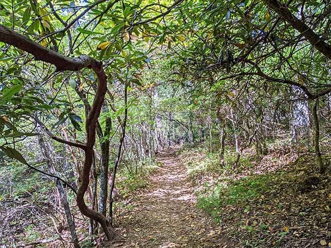 The trail winds through rhododendron tunnels like you've stumbled into a secret garden that forgot to lock its gates.