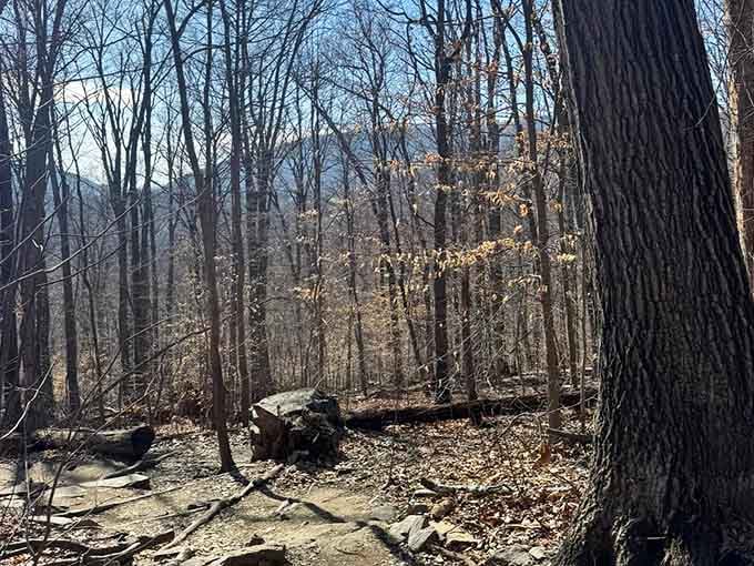 The trail through these woods has seen more American history than most textbooks could ever capture in words.