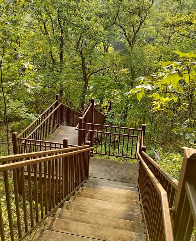 These wooden stairs lead down into the forest like nature's own invitation to explore what you've been missing.