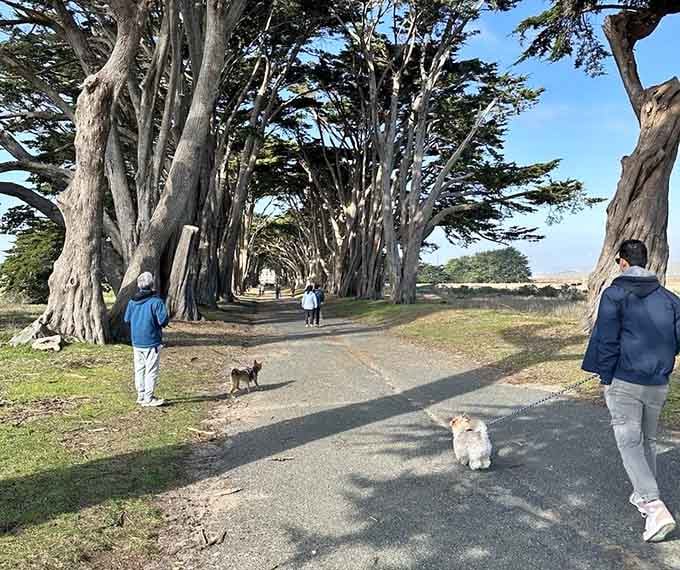 Even the dogs know they've stumbled onto something special &ndash; look at those tails wagging with purpose.