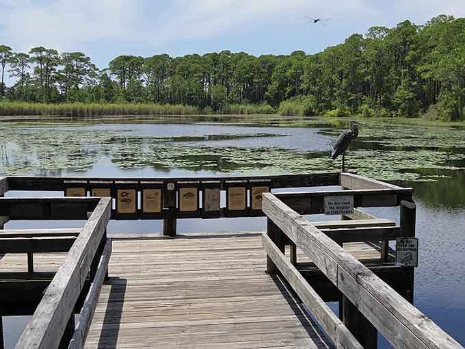 Nature's boardwalk through the bird sanctuary, where the only tweets that matter come with actual feathers attached.
