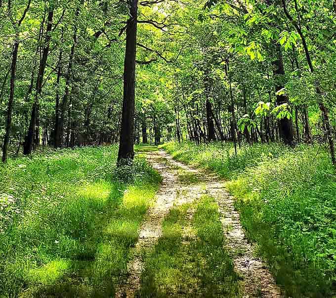 Sand Creek's trails wind through woods that look like they're auditioning for a nature documentary.
