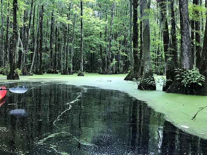 Bennett's Mill Pond looks like Mother Nature's screensaver, complete with trees that forgot they're not in Louisiana.